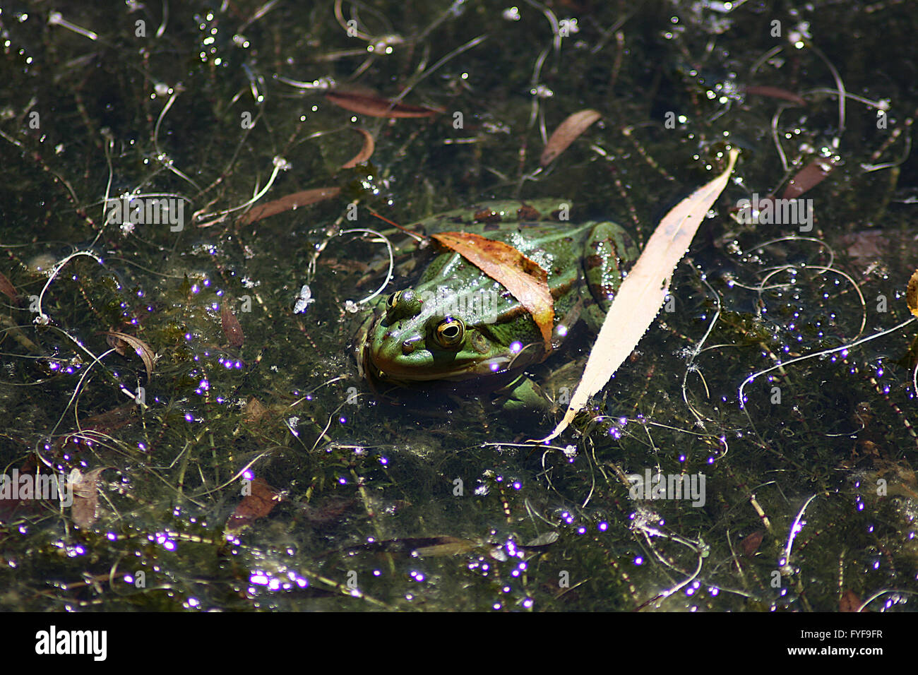 Frog reflection in water hi-res stock photography and images - Alamy