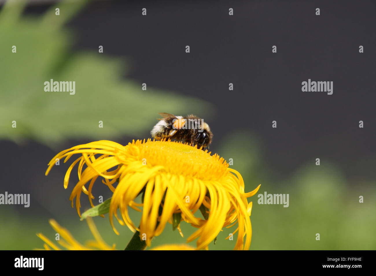 Pollen collecting insects hi-res stock photography and images - Alamy