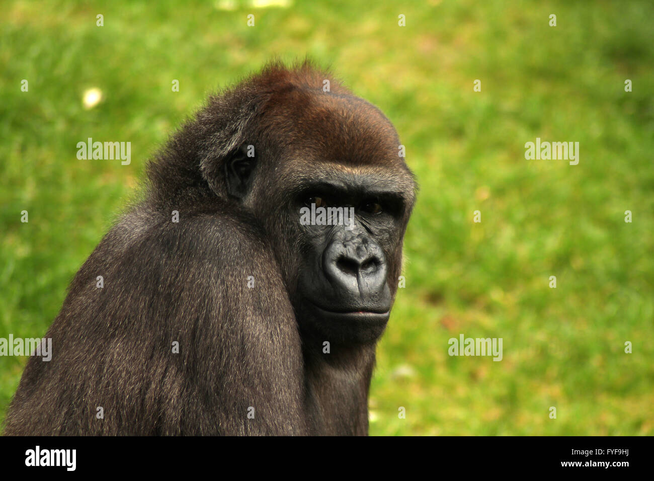 Extinct gorilla hi-res stock photography and images - Alamy
