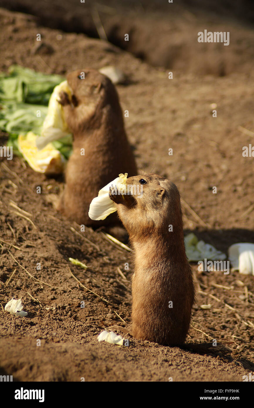Prairie dogs during feeding Stock Photo - Alamy