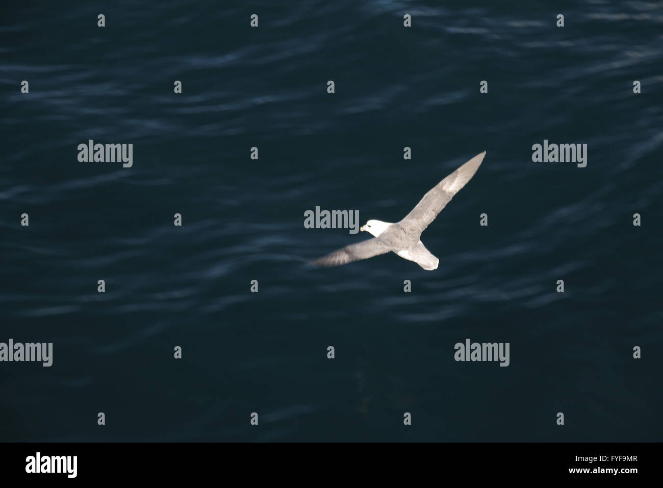 Atlantic fulmar hi-res stock photography and images - Alamy