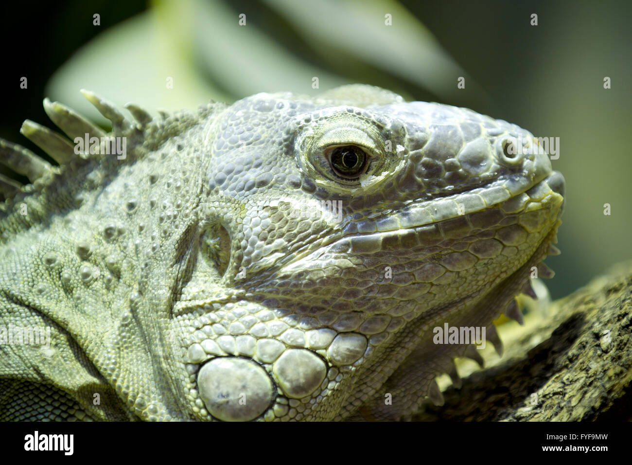 Green lizard skin detailing hard and scaly Stock Photo - Alamy