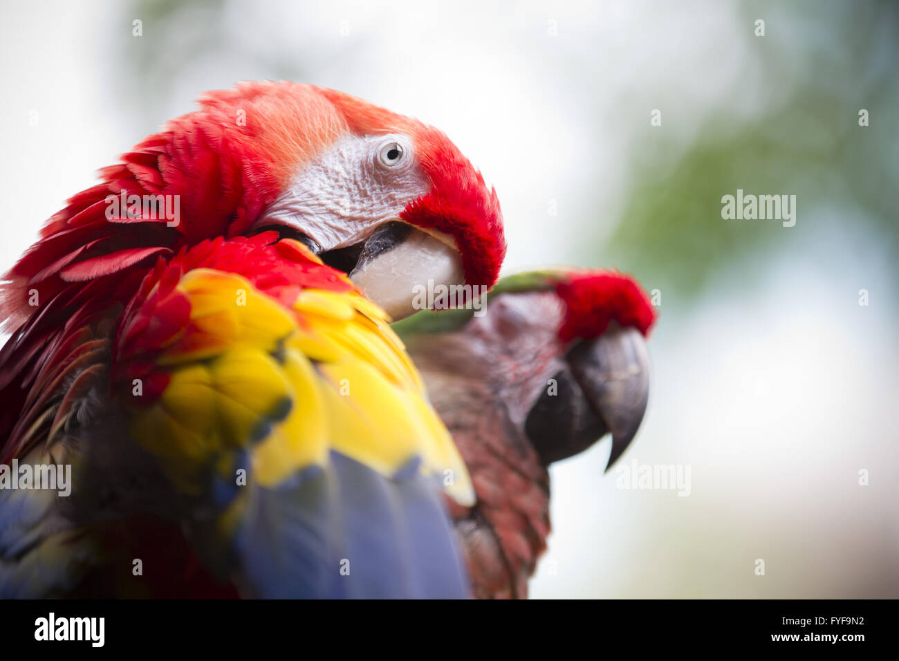 Scarlet macaw preening hi-res stock photography and images - Alamy