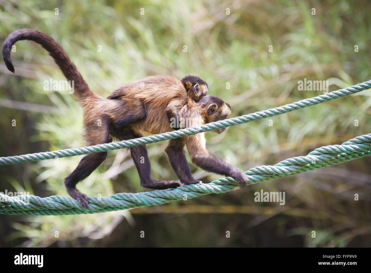 Monkey hanging from rope hi-res stock photography and images - Alamy