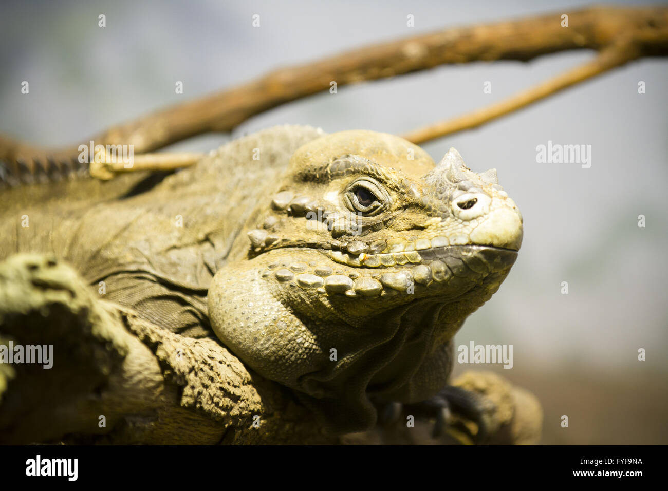 lizard skin detailing hard and scaly Stock Photo - Alamy