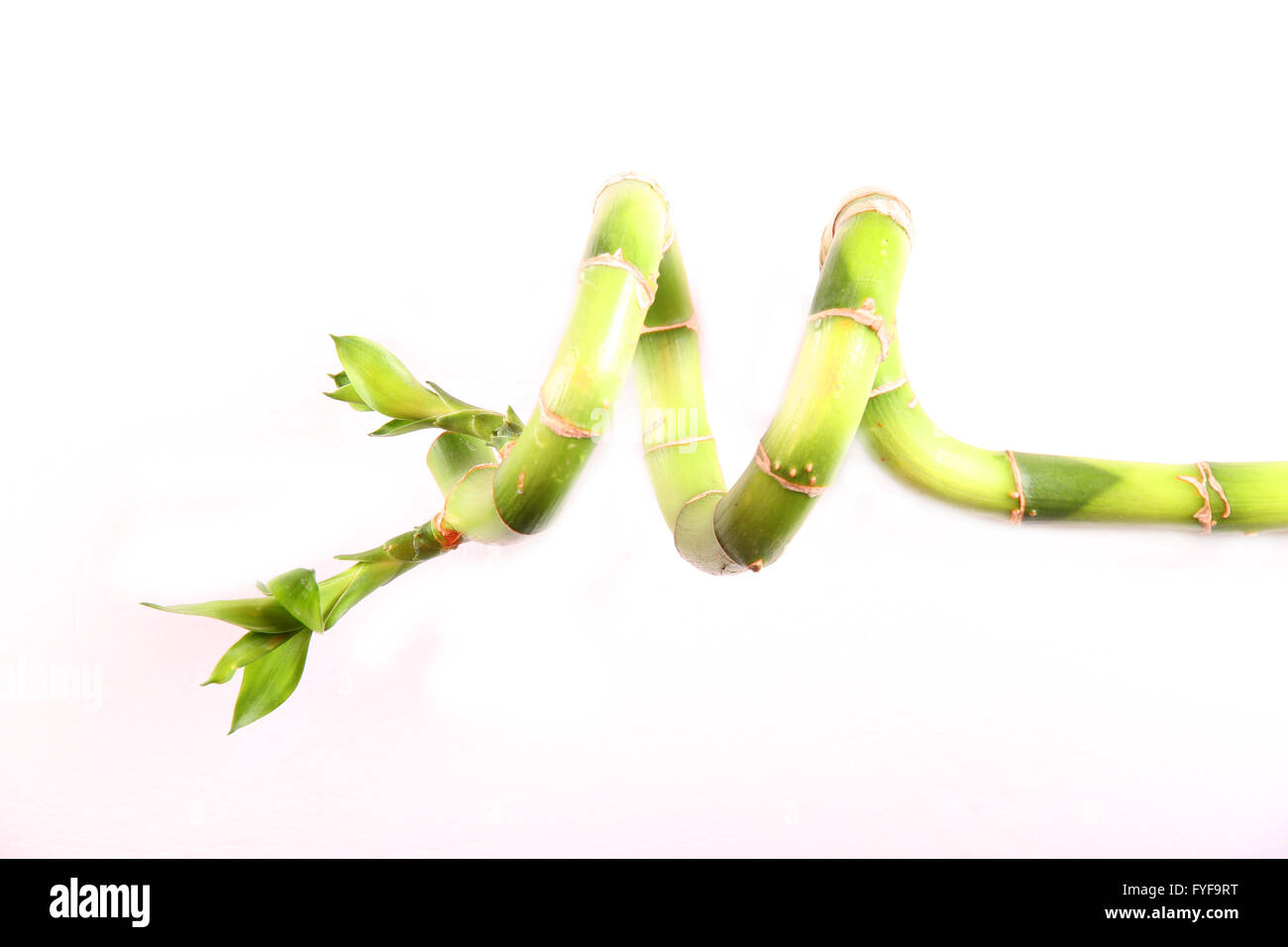 Bambo shoots hi-res stock photography and images - Alamy