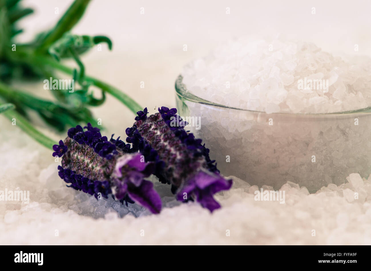 Purple sea salt lavender hi-res stock photography and images - Alamy