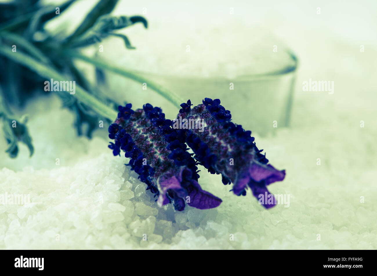 white sea salt with purple lavender flower Stock Photo - Alamy