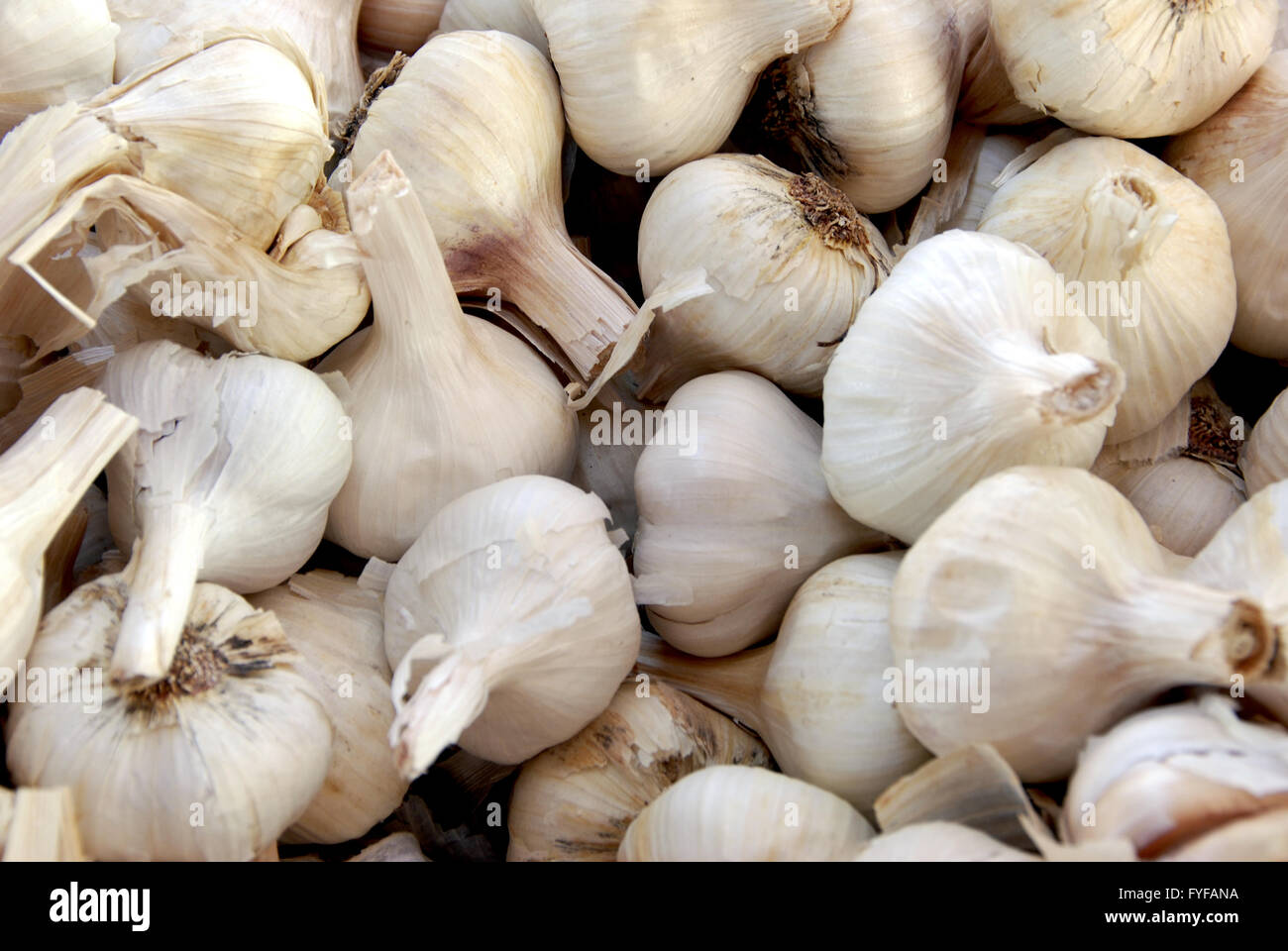 Stinking rose hi-res stock photography and images - Alamy