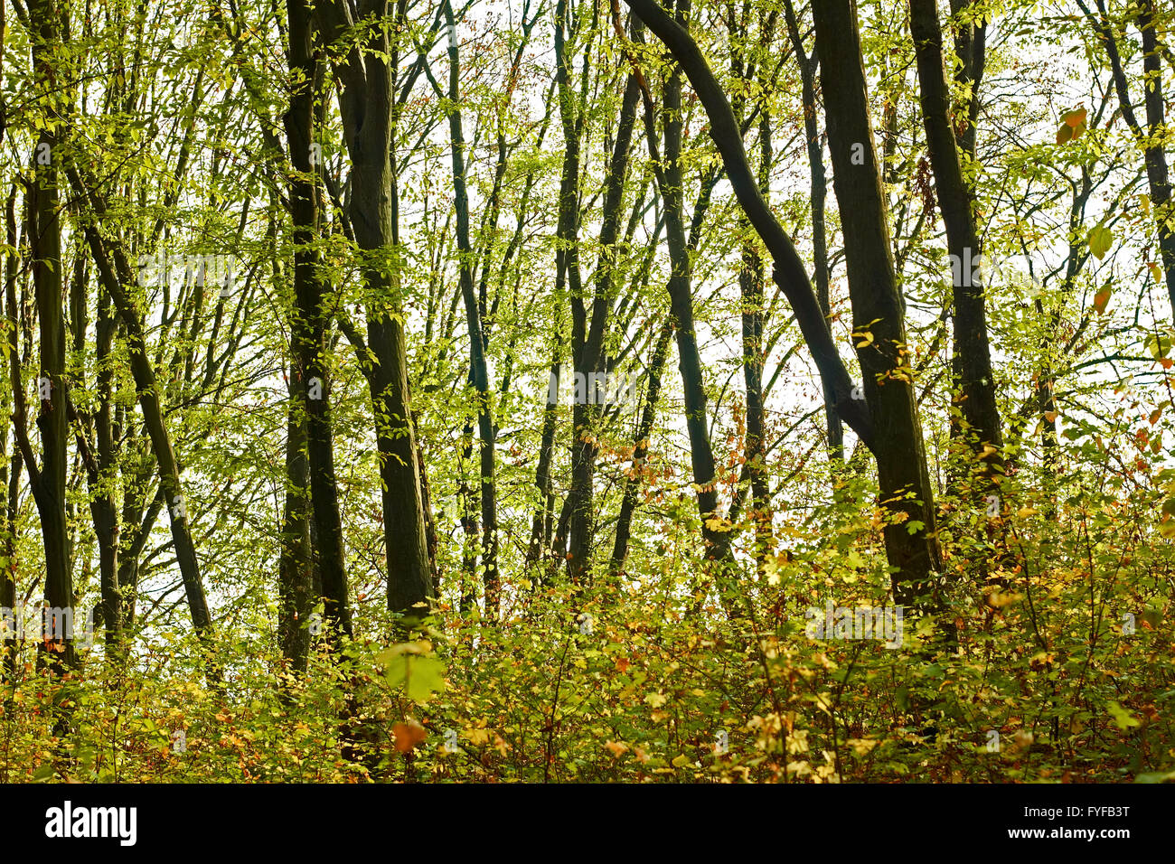Hornbeam in autumn hi-res stock photography and images - Alamy