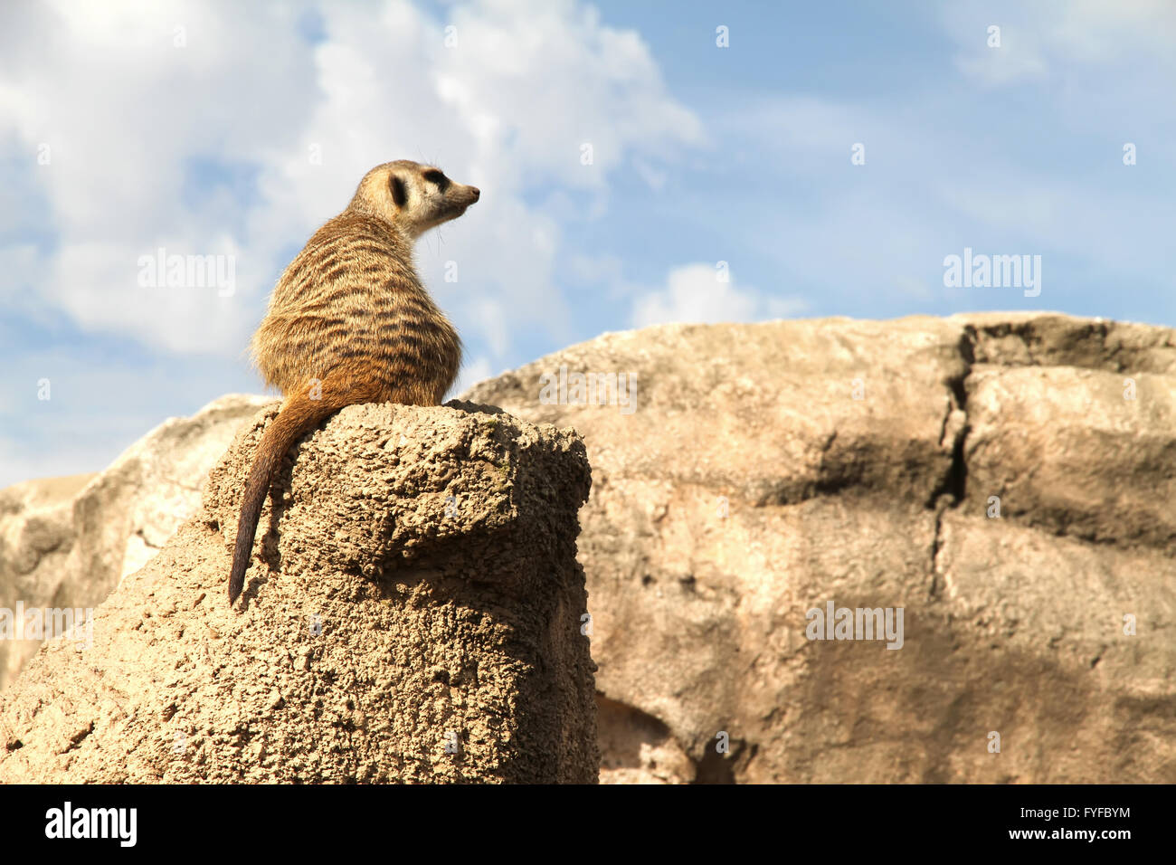 Relaxed meerkat hi-res stock photography and images - Alamy