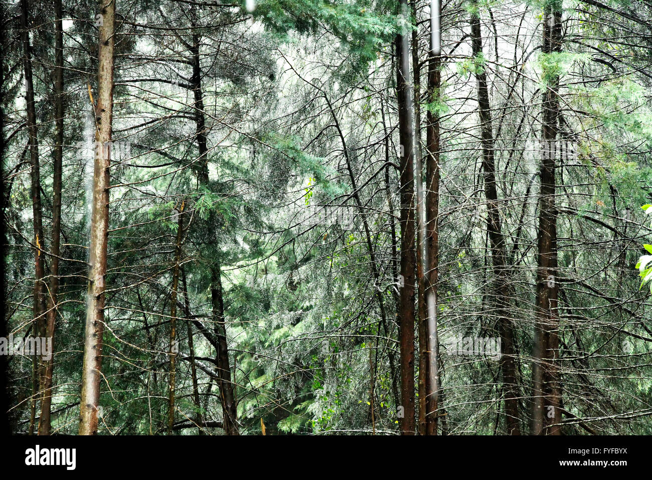 Rain in the Woods Stock Photo - Alamy