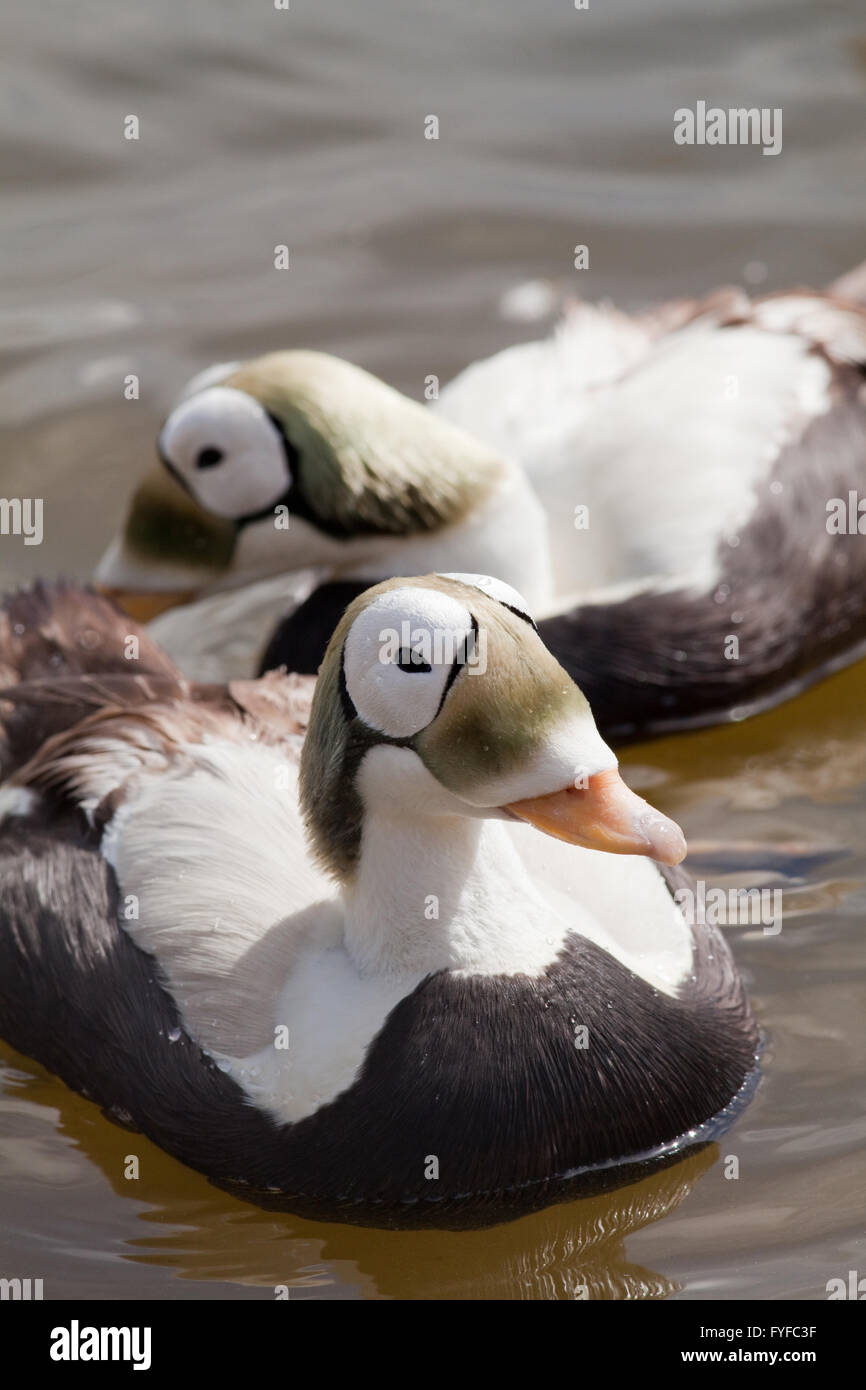 Eiders in breeding plumage hi-res stock photography and images - Alamy