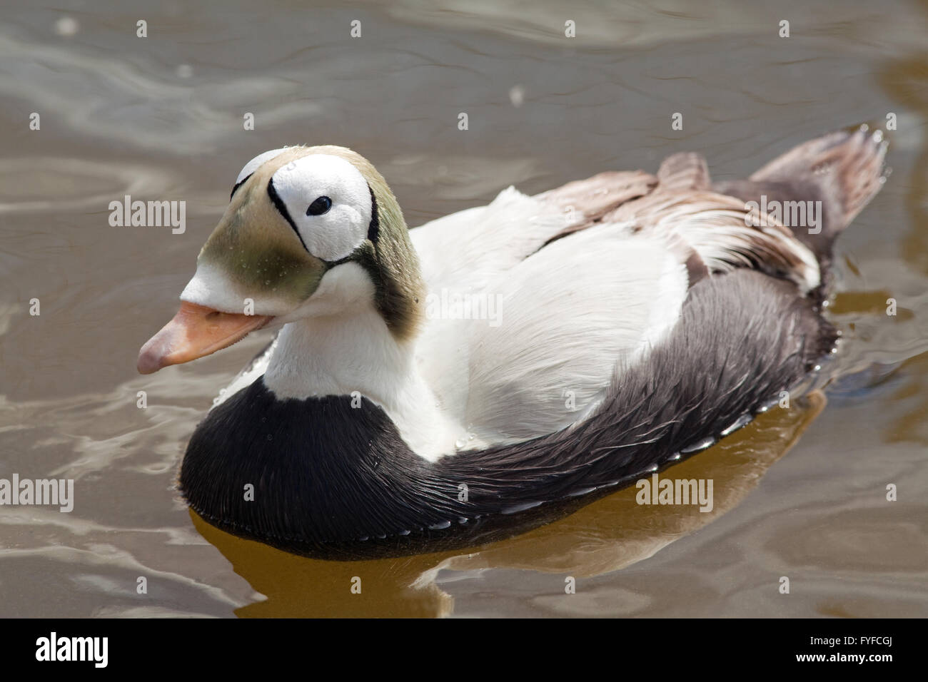 Spectacled Eider (Somateria fischeri). Drake or male in breeding ...