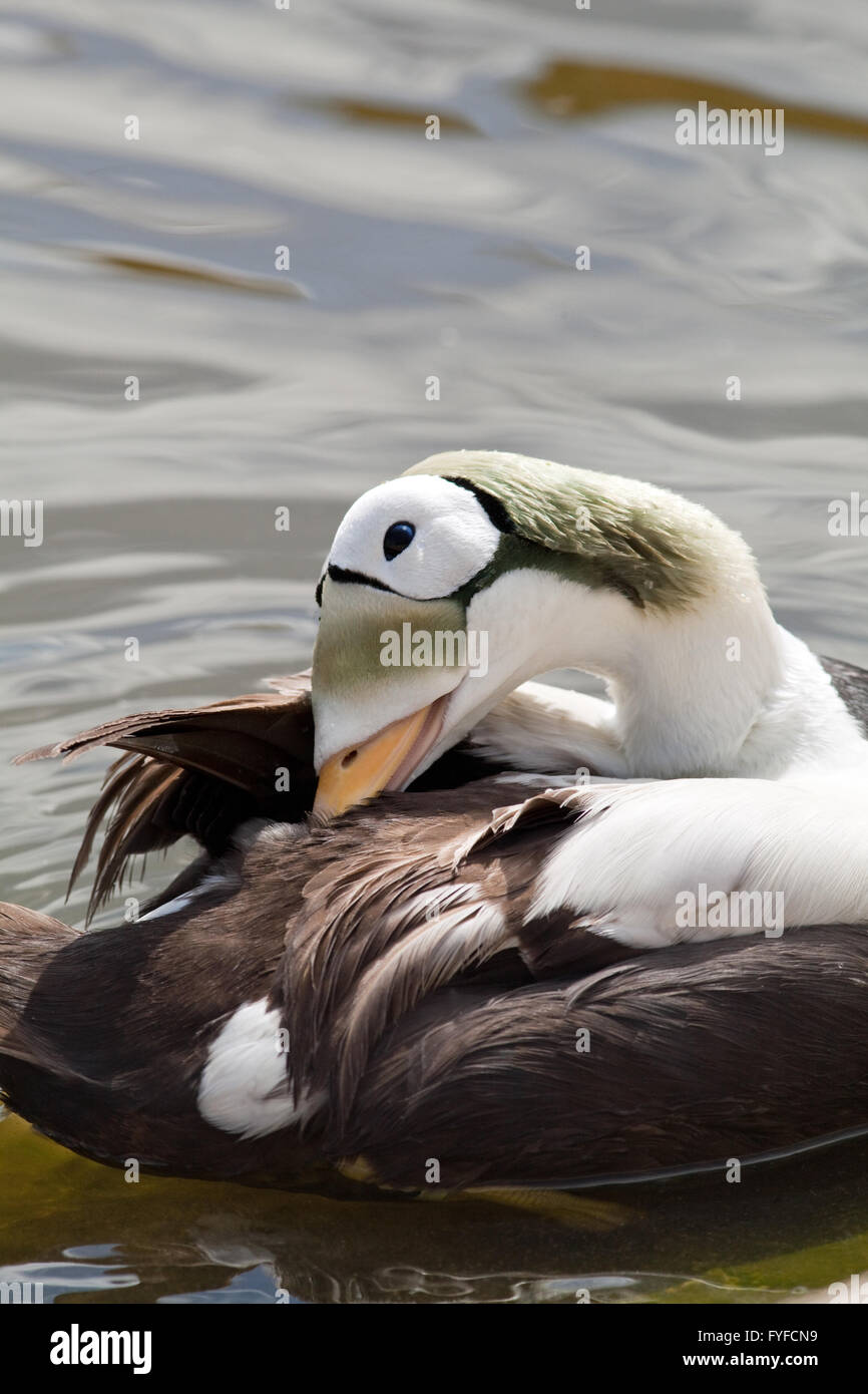 Spectacled Eider (Somateria fischeri). Preening rump plumage. Drake or ...