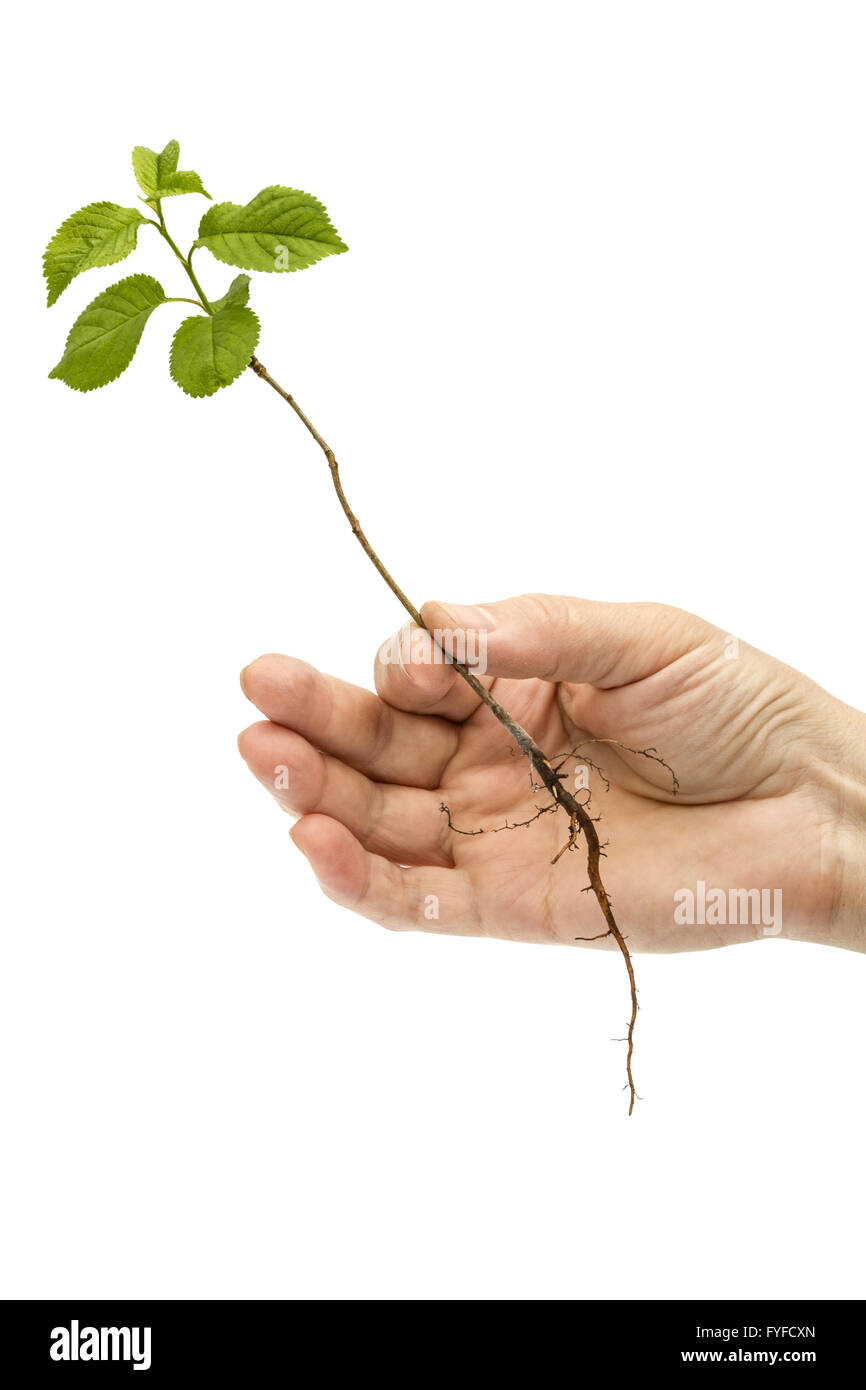 Hand with tree seedling hi-res stock photography and images - Alamy