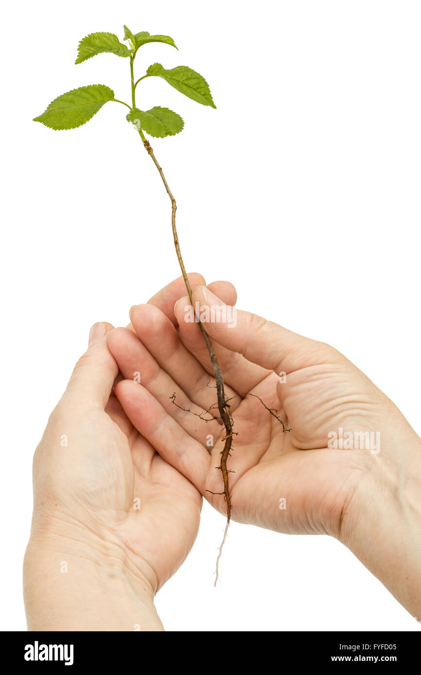 Female hands holding a seedling, isolated on white background Stock ...