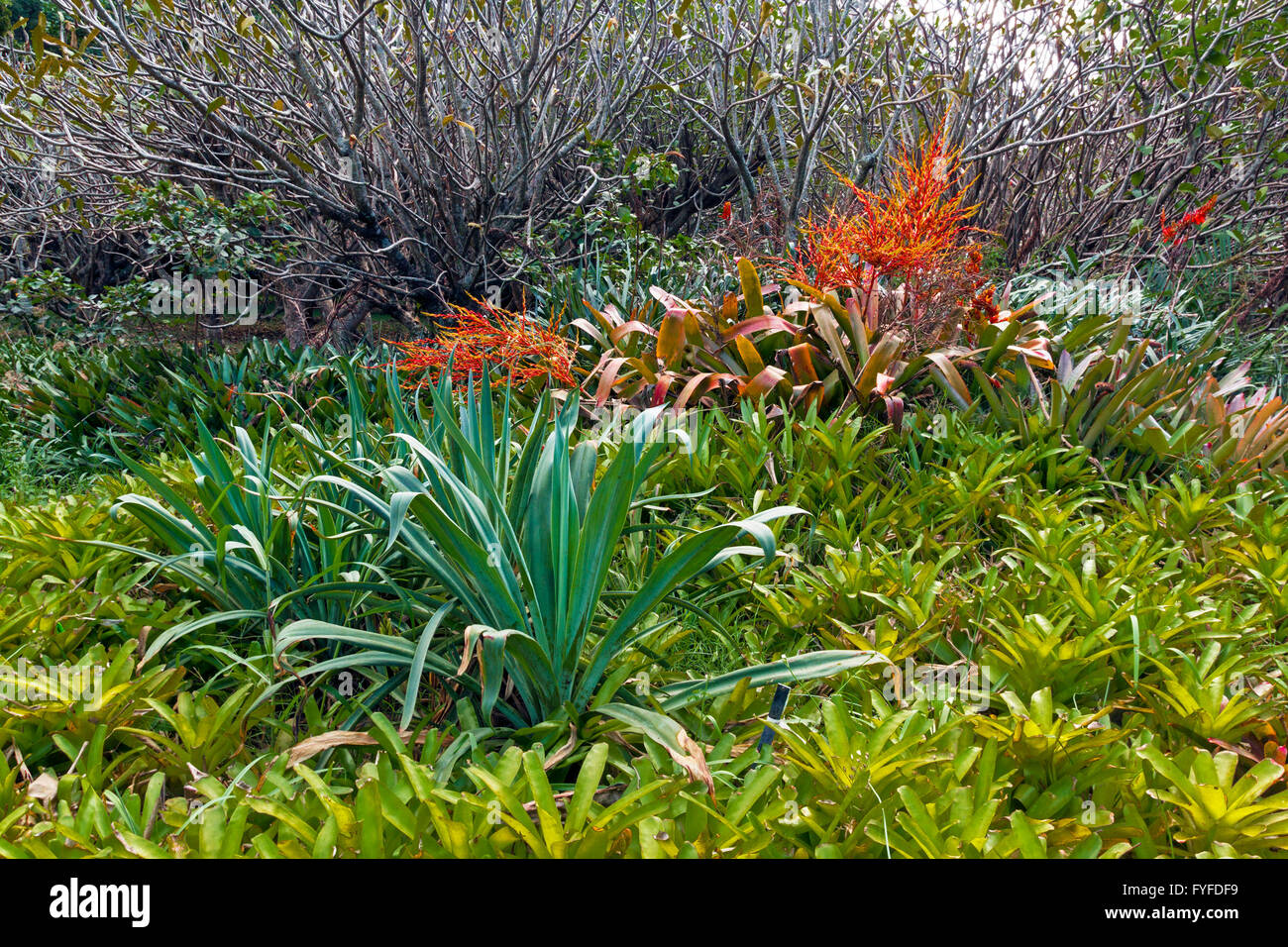 Natural plants and flower background in botanical garden Stock Photo ...