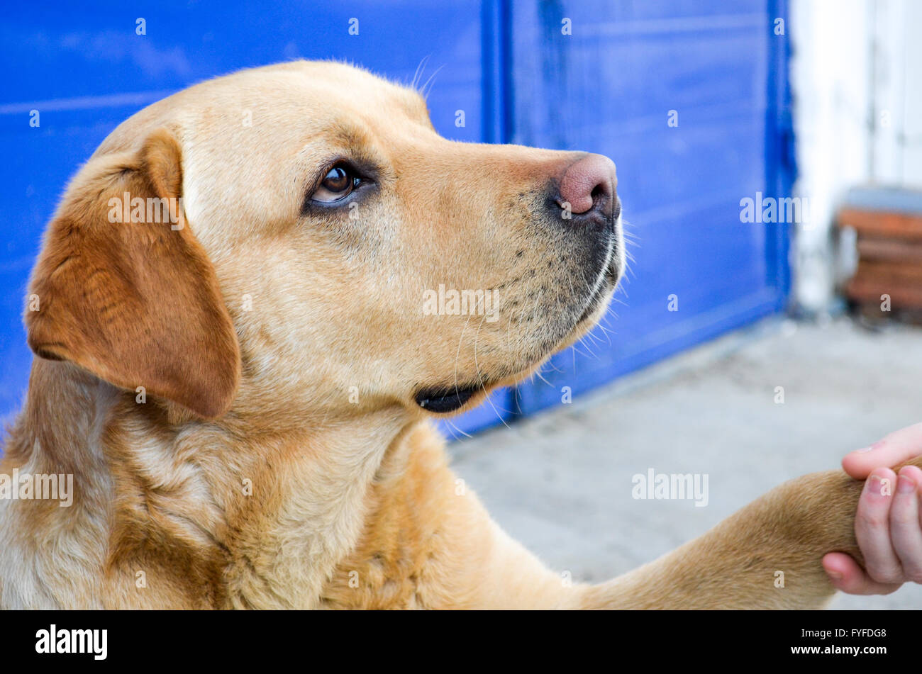 Dog paw trick hi-res stock photography and images - Alamy