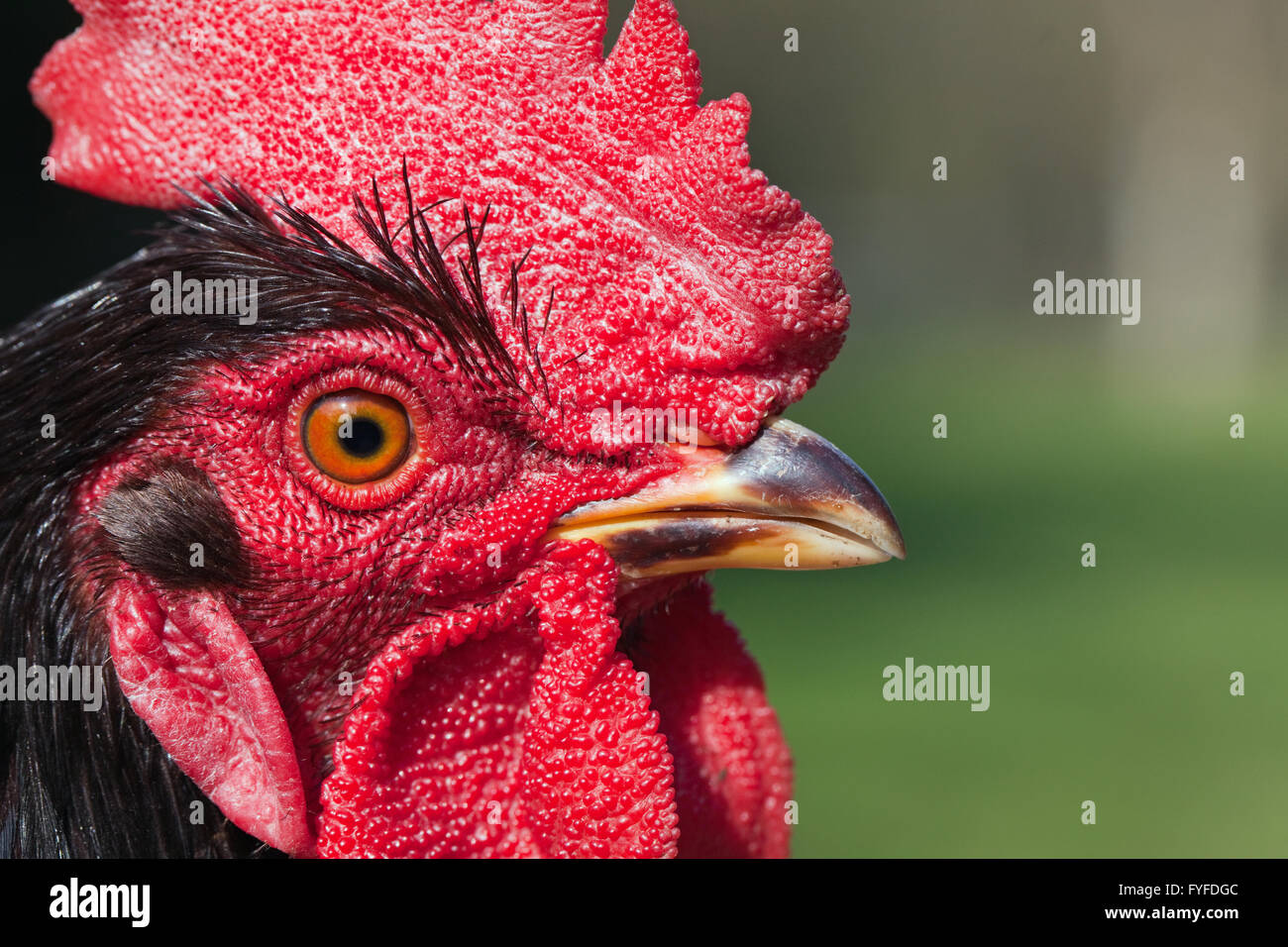 Rhoe Island Red Cockerel. (Gallus gallus domesticus). Side view of head ...