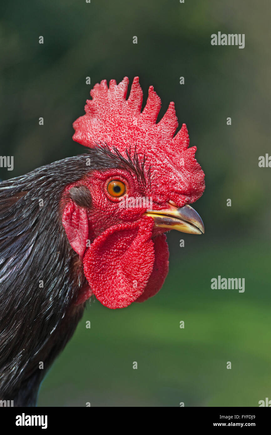 Rhoe Island Red Cockerel. (Gallus gallus domesticus). Side view of head ...