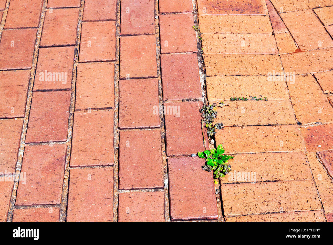 Red brick patterns and textures with green plants on paved walkway ...