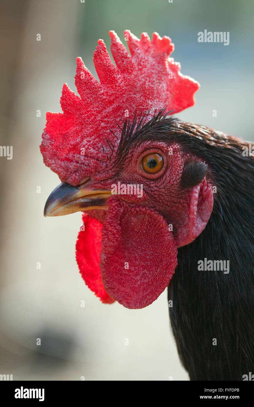 Rhoe Island Red Cockerel. (Gallus gallus domesticus). Side view close ...