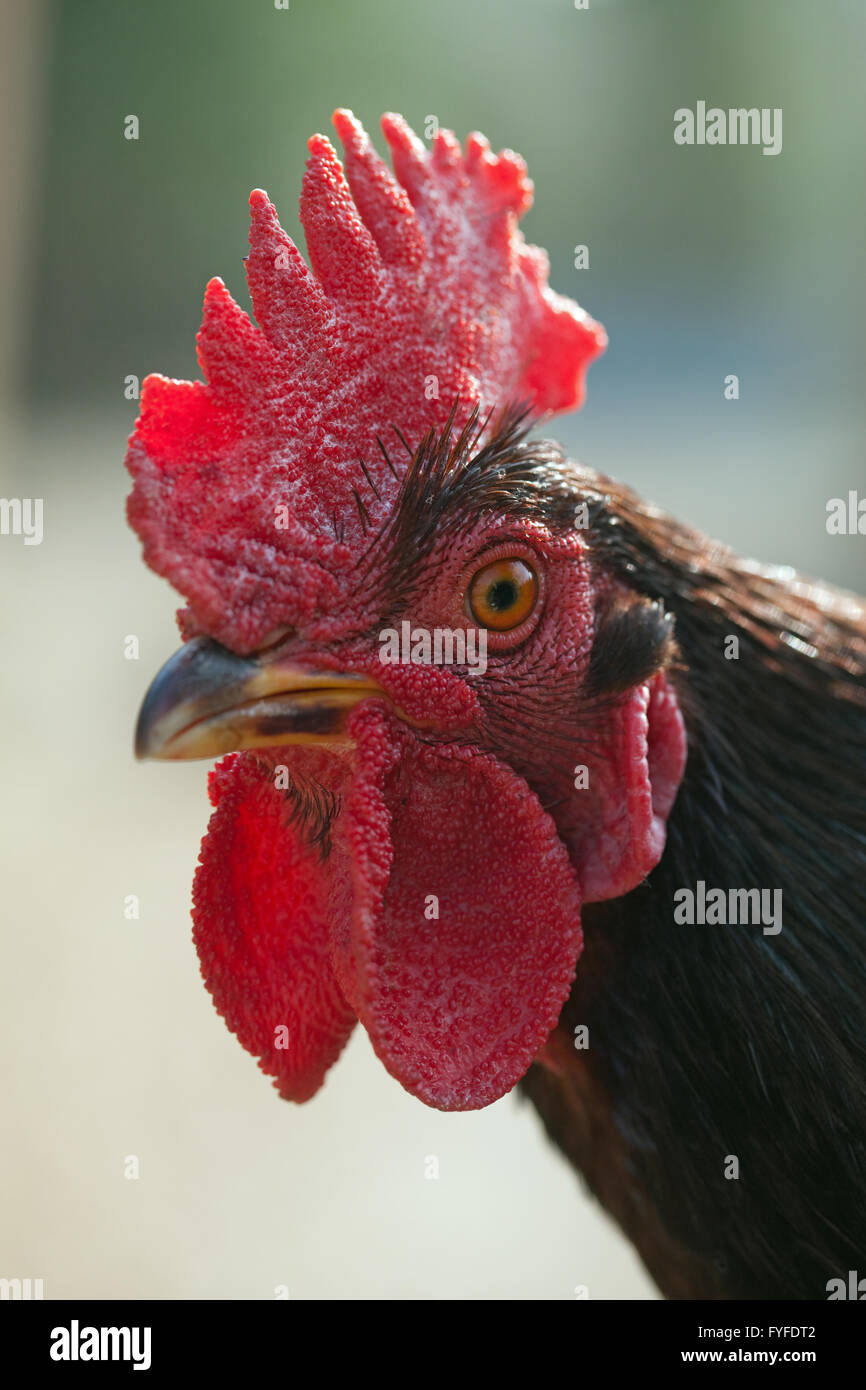 Rhode Island Red Cockerel Gallus gallus domesticus). Head of male ...