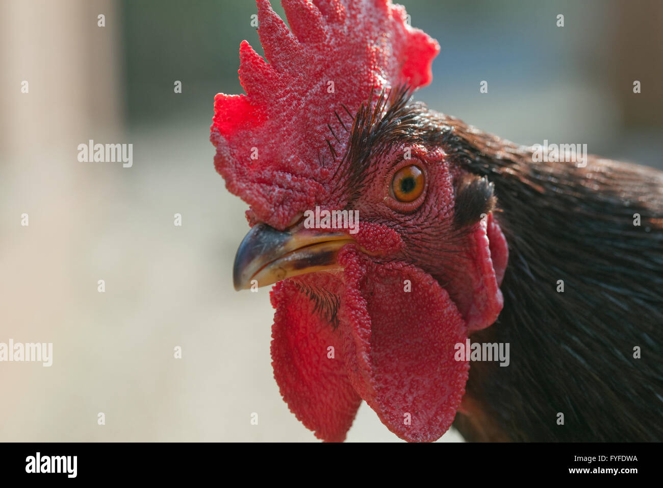 Rhode Island Red Cockerel Gallus gallus domesticus). Head of male ...