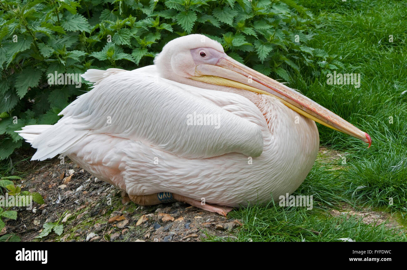 Of big white pelican pelecanus onocrotalus hi-res stock photography and ...