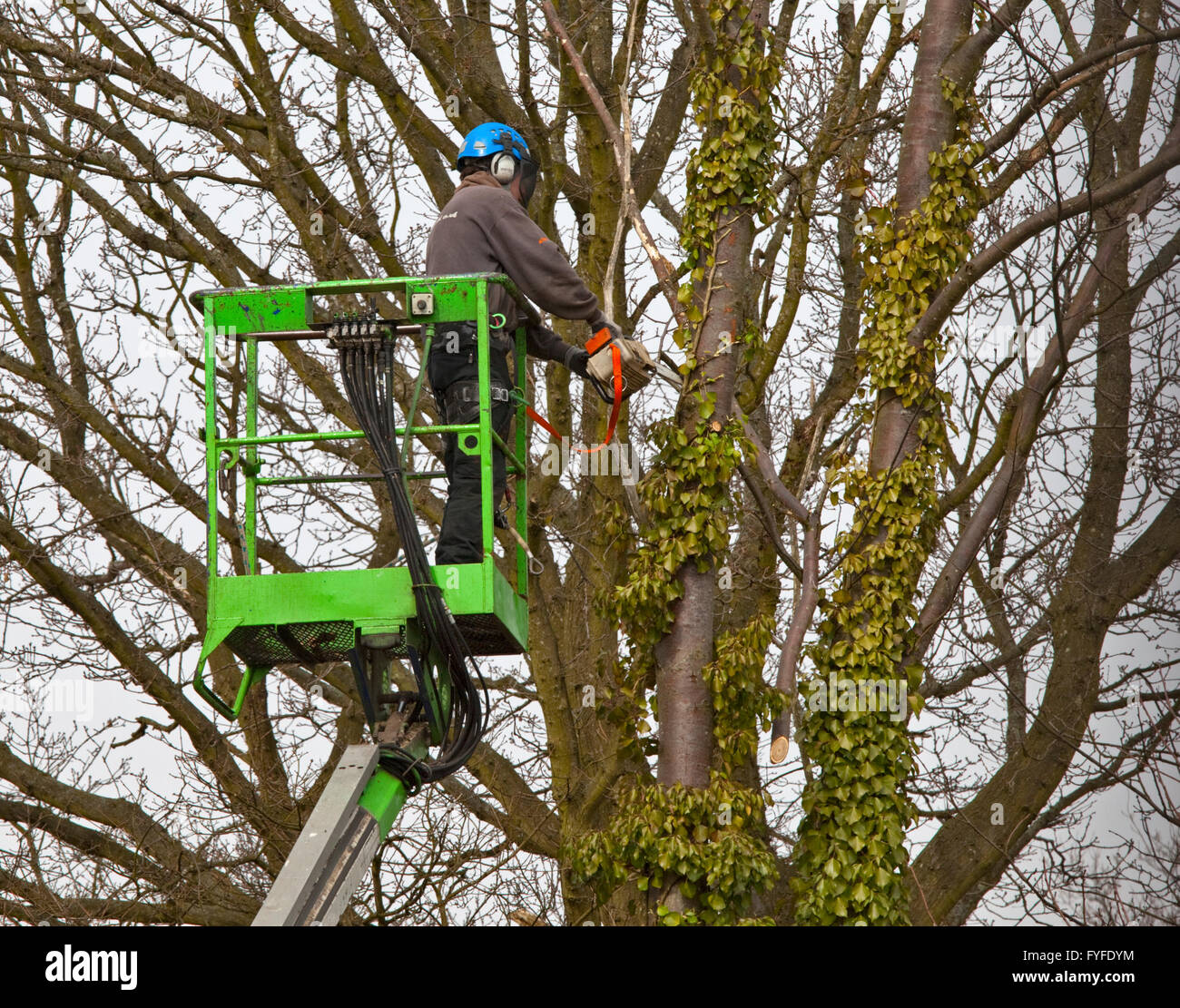 Tree surgeons lift hi-res stock photography and images - Alamy