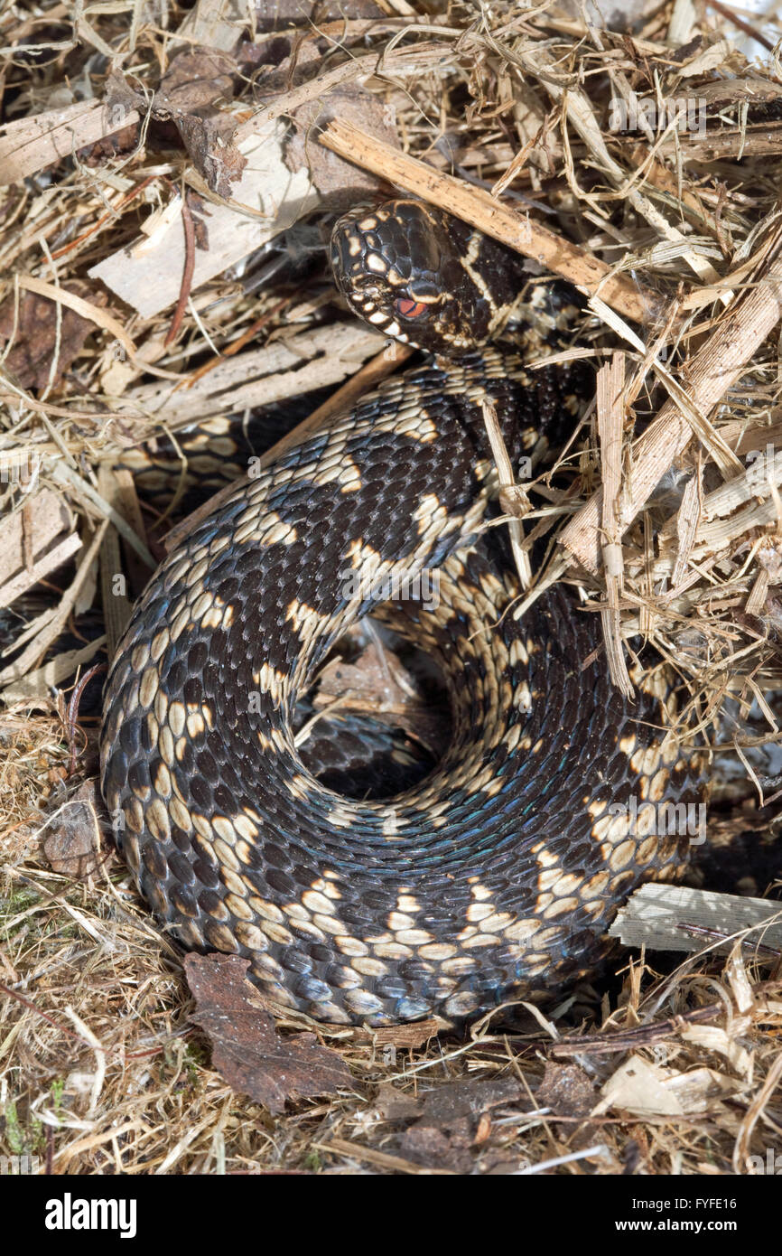Adder or Northern (Viper Vipera berus). Male discovered under a log ...