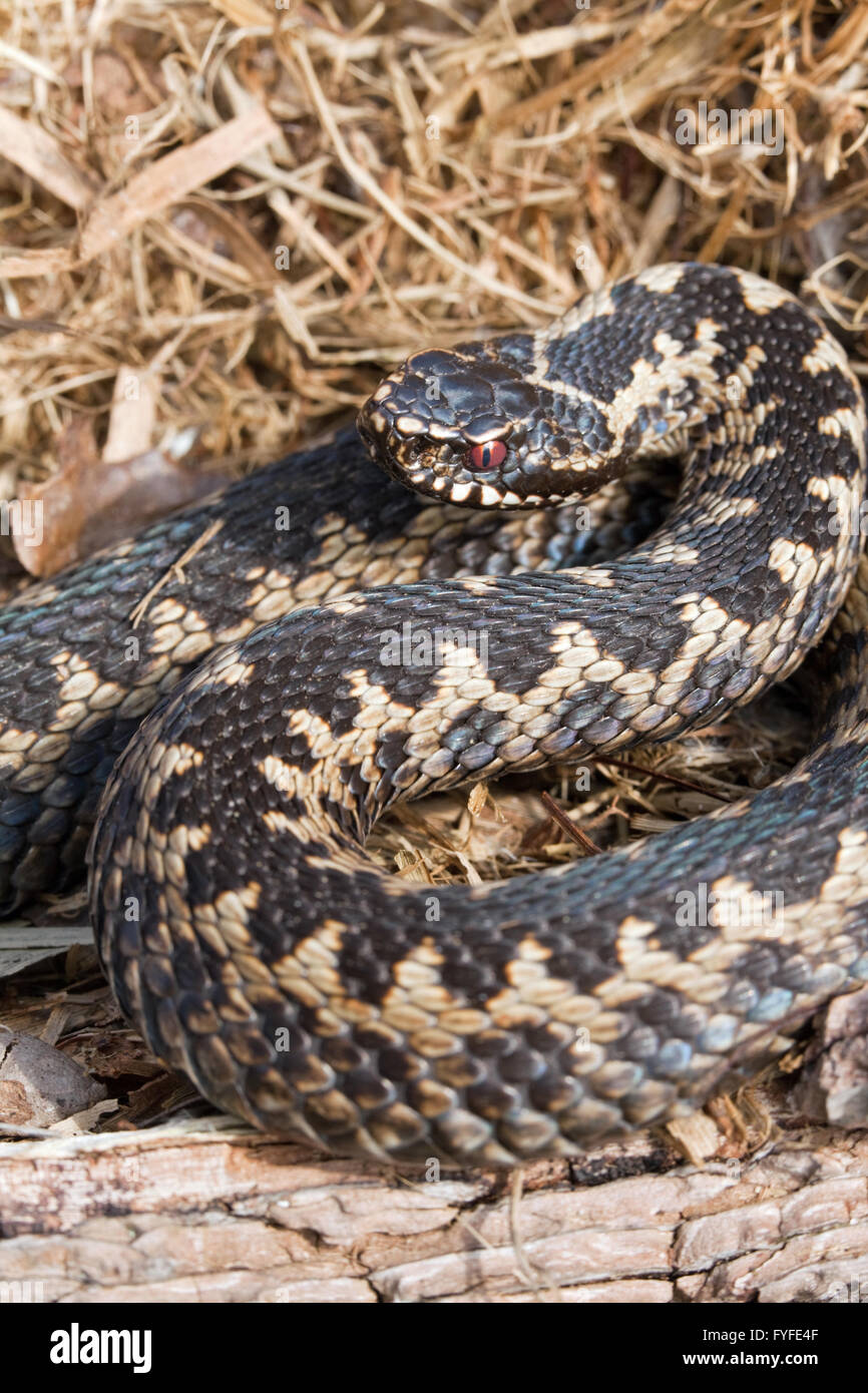 Adder or Northern (Viper Vipera berus). Male discovered under a log ...