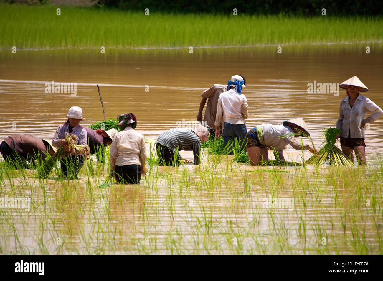 Indochina planting rice hi-res stock photography and images - Alamy