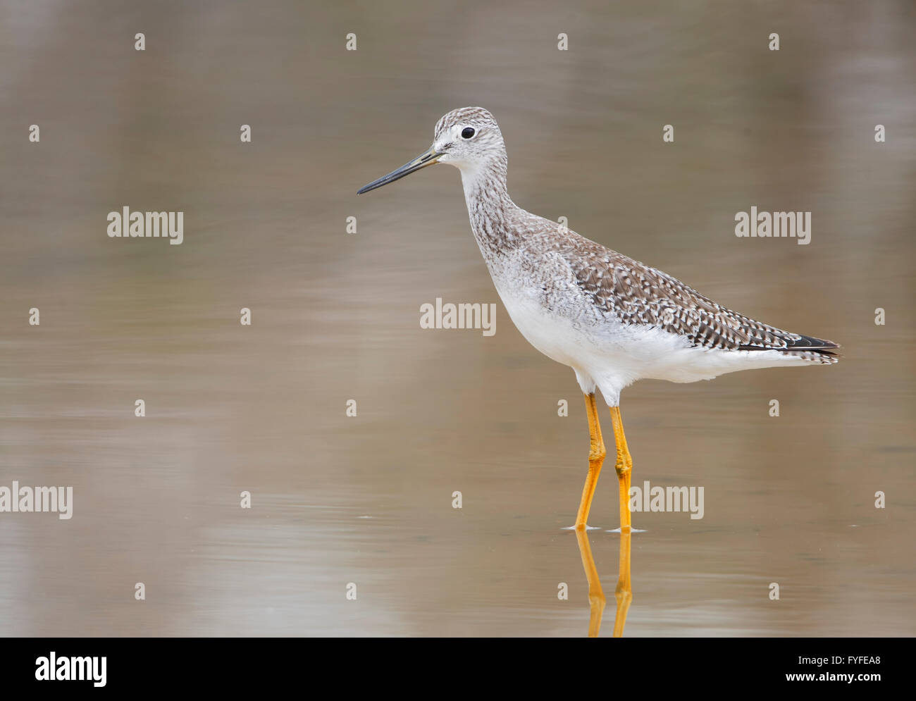 Lesser yellowlegs (Tringa flavipes) standing in water, Guanica Dry ...