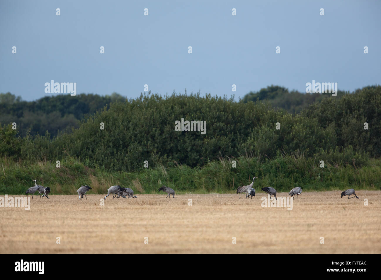 Common or Eurasian Cranes (Grus grus). Gleaning wheat grain. Feeding ...