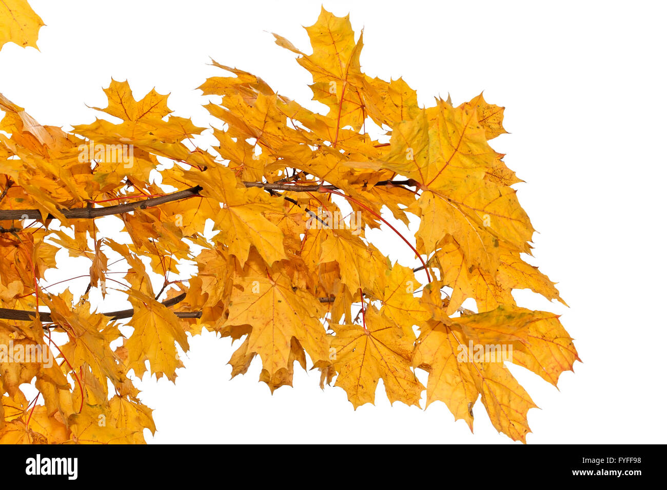 Yellow maple leaves isolated Stock Photo - Alamy