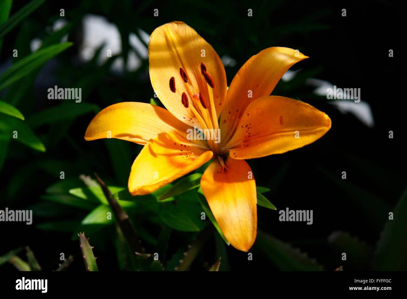 Lillies hi-res stock photography and images - Alamy