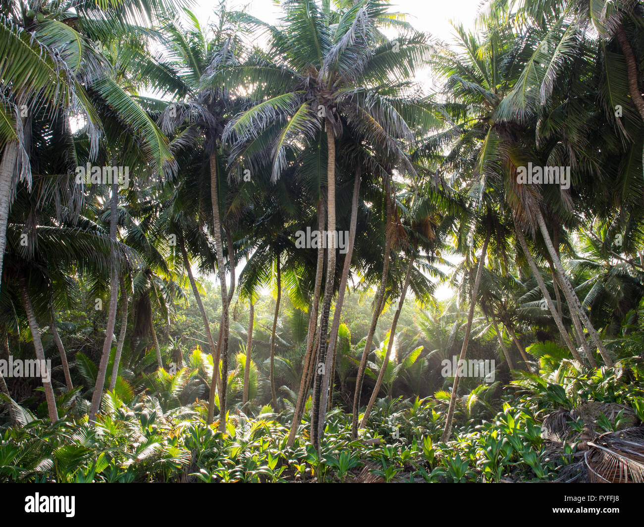 Coconut Tree Rainforest