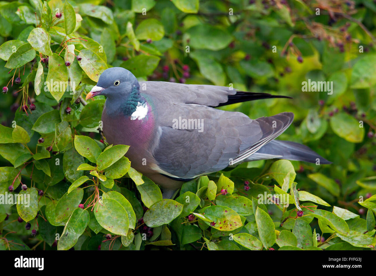 Columba bush hi-res stock photography and images - Alamy