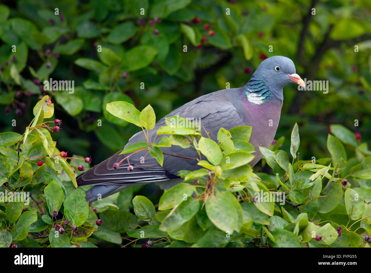 Common wood pigeon (Columba palumbus) foraging in tree Stock Photo - Alamy