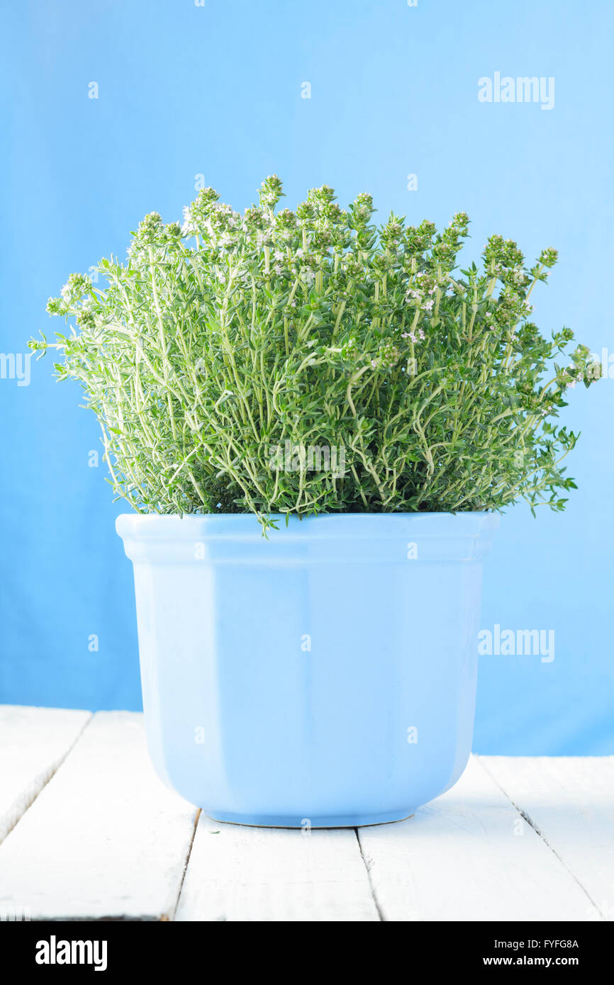 Thyme plant hi-res stock photography and images - Alamy