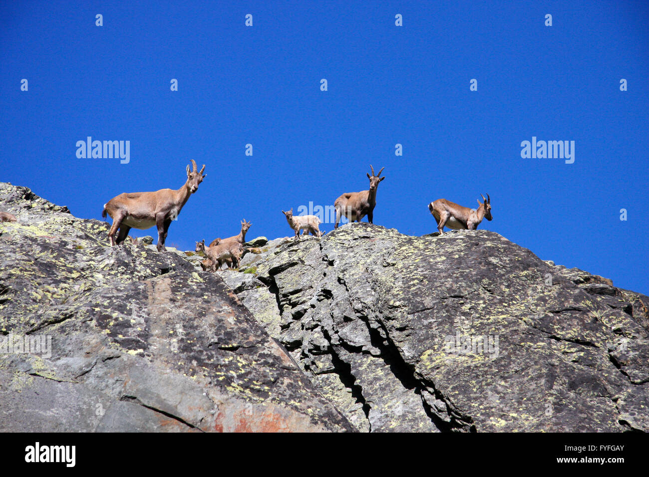 Steinbock schweiz hi-res stock photography and images - Alamy