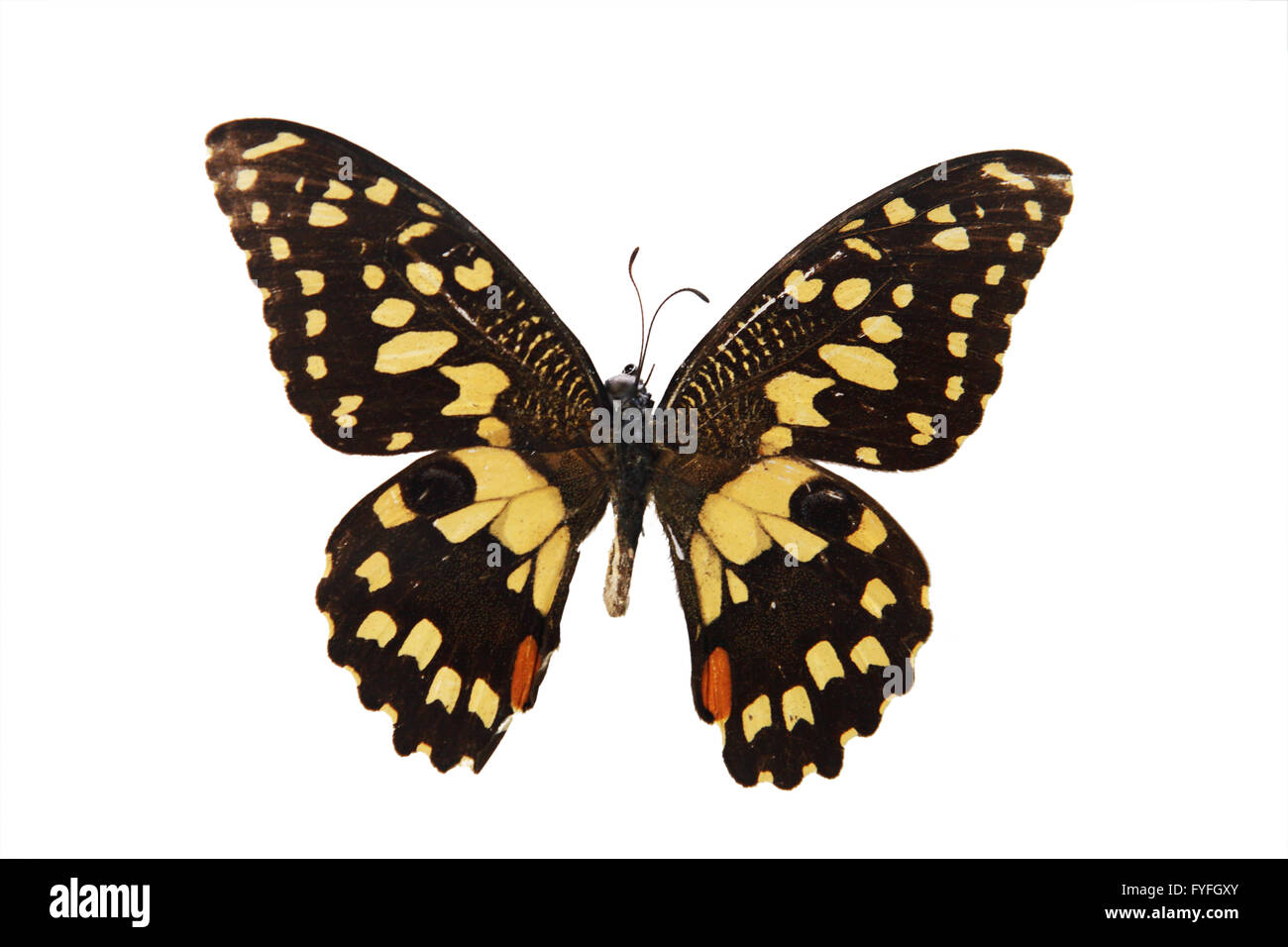 Morpho butterfly flutter Cut Out Stock Images & Pictures - Alamy