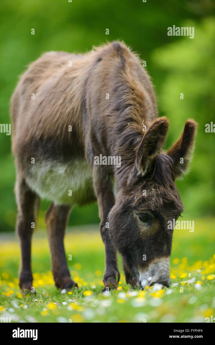 Donkey (Equus asinus asinus) on a flower meadow, farm, Eifel, Germany ...