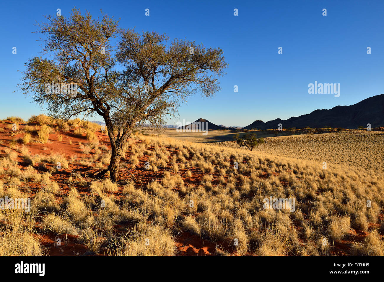 Acacia tree at NamibRand Nature Reserve, Namib Desert, Namibia Stock ...