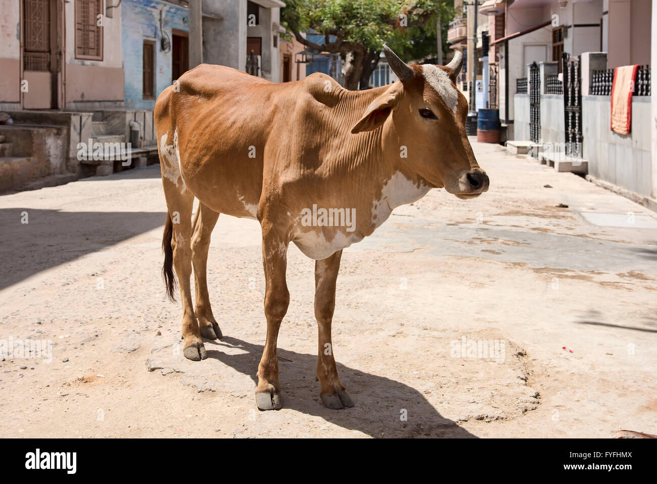Zebu (Bos primigenius indicus) standing on road, Bera, Rajasthan, India ...