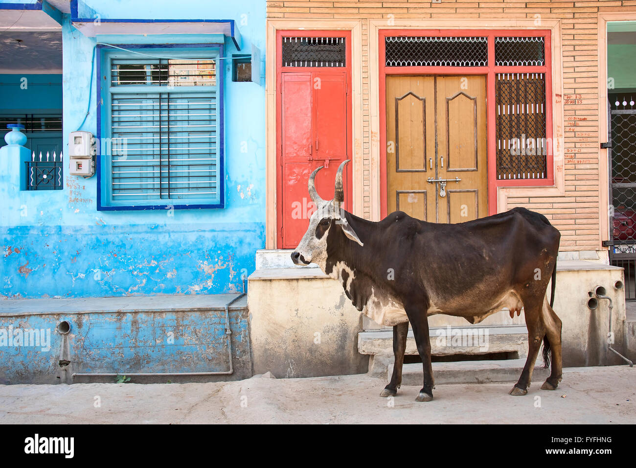 Cow on indian road hi-res stock photography and images - Alamy