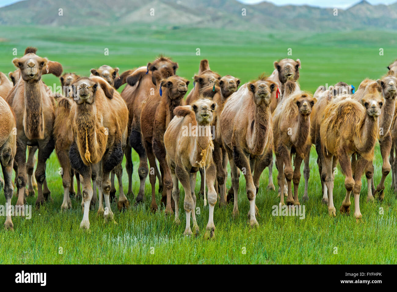 Herd of wild Bactrian camels (Camelus ferus) in Mongolian steppe ...