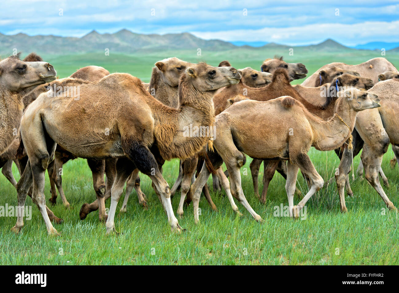 Herd of wild Bactrian camels (Camelus ferus) in Mongolian steppe ...